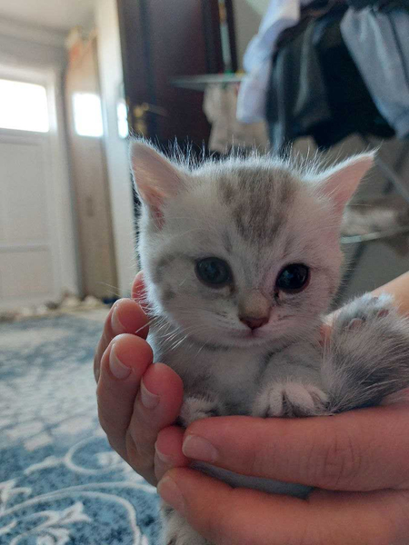 Котята скотиш страйт, скотиш фолд