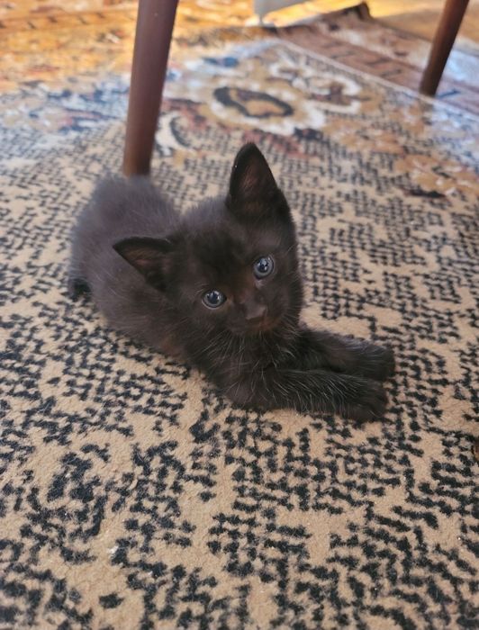 Котятя 2месячные