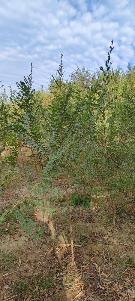 Manzarali Qayragʻoch Gujum Koʻchatlari гужум кайрагоч