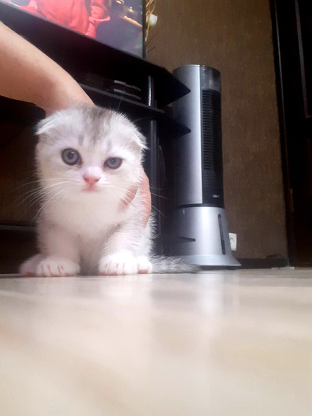 Шладкий скоттиш фолд крупный мальчик