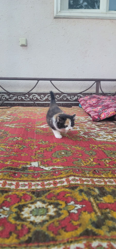 Отдам даром котята...