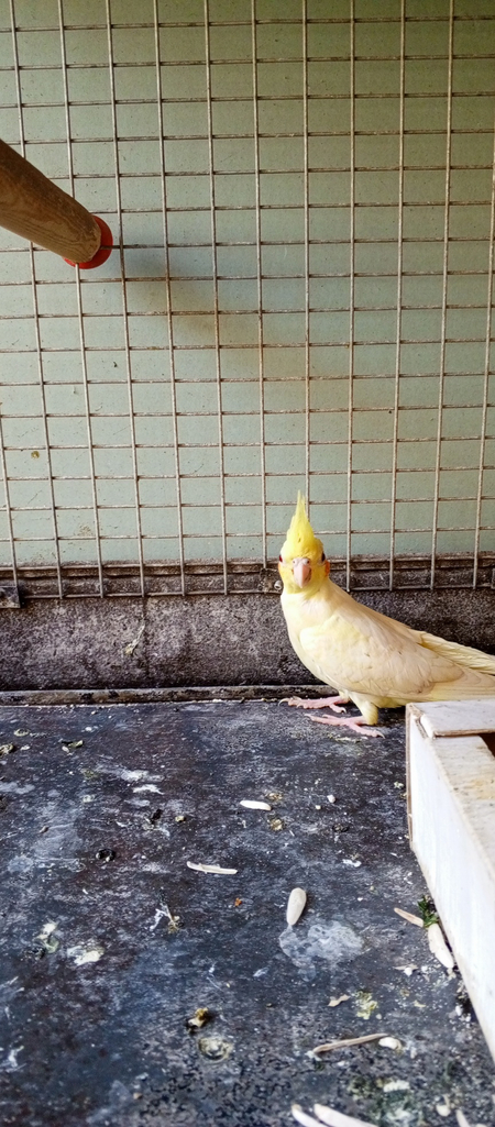 Karella lemon sotiladi