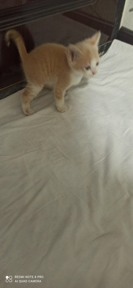 Котёнок отдам даром
