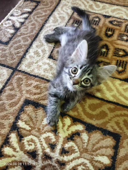 Отдам котёнка безплатно