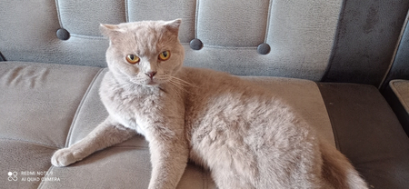 Scottish fold qiz