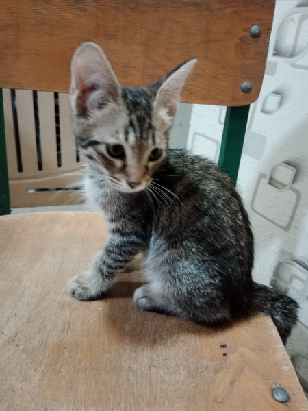 Котенок мальчик даром