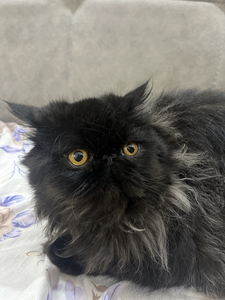 Кот для вязки
