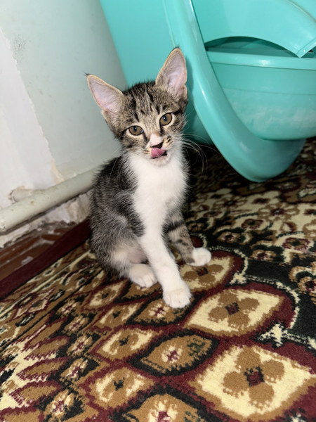 Котята . Отдам в хорошие руки