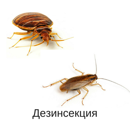 Dezenfeksiya Дезинфекция dezinfeksiya дезинсекция клоп klapa tarakan