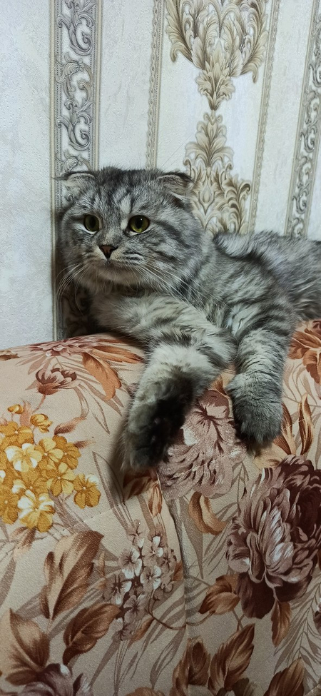 Британский кот еда любой