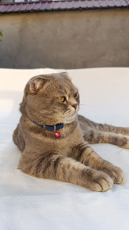 Вязкага Мушук, Кот на Вязку