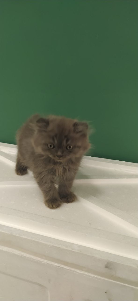 Продаётся скотиш фолд