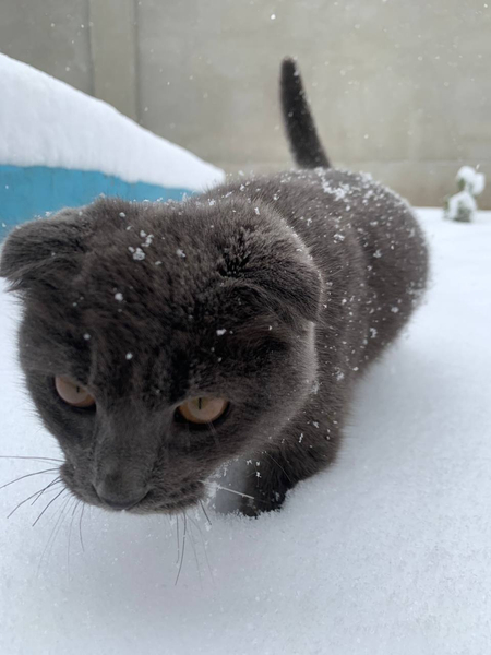 Zoti toza Scottish Fold