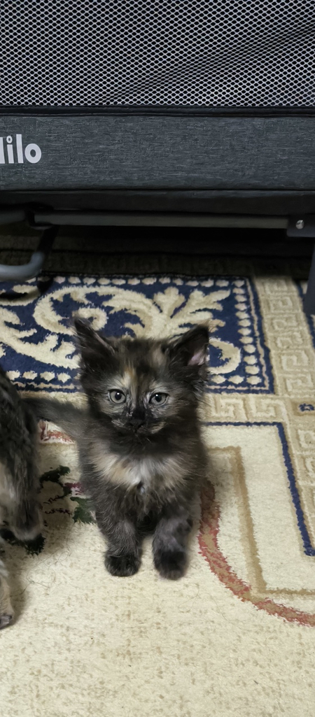 Котятя, девочки, Зарафшан.
