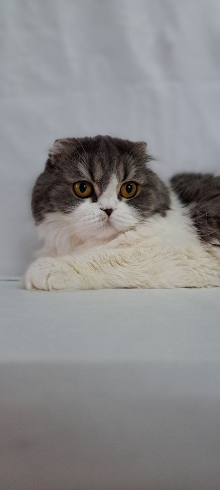 Продам шотландцев кошка и коты