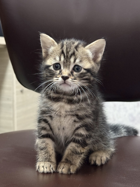 Котята в любящую семью