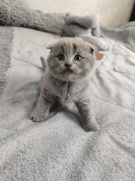 Продается кошка породистый один месяц самостоятельный