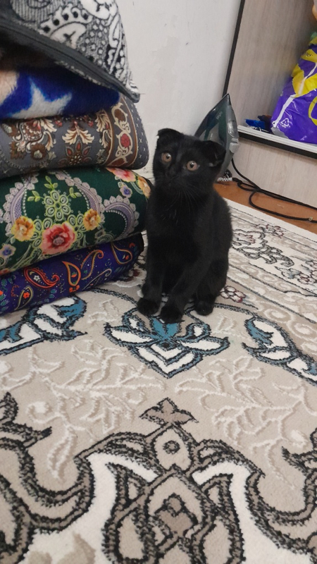 Котёнок мальчик 2,5 месяца