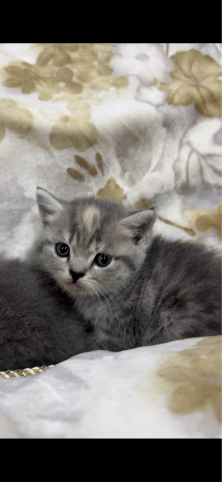 британский котёнок скотиш страйт