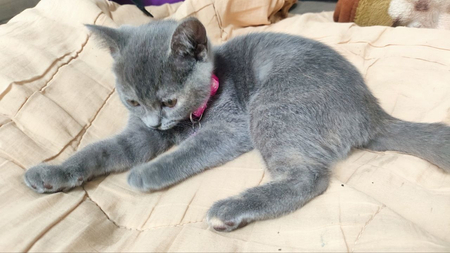 Котенок британец