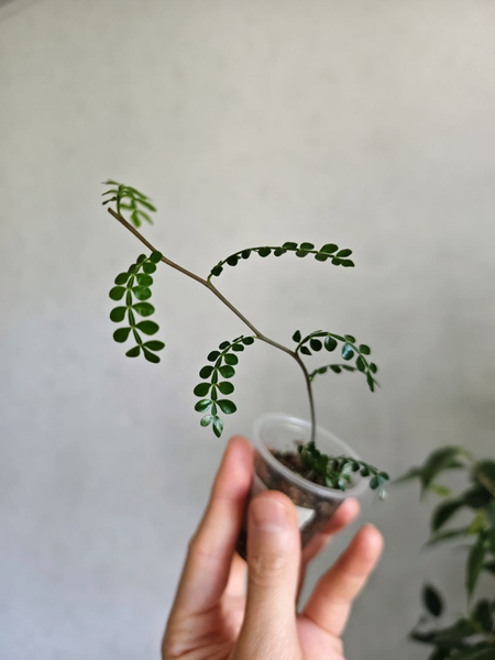 Operculicariya decaryi