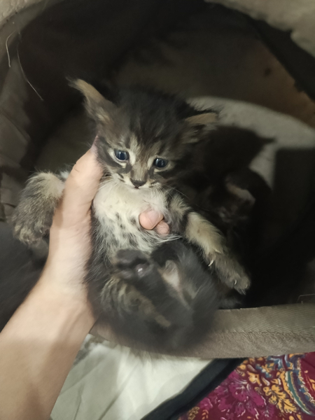 Котята  голубо глазые