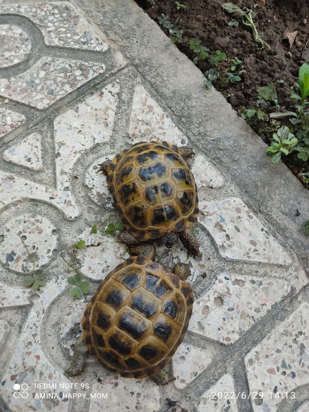 Toshbaqa sotiladi
