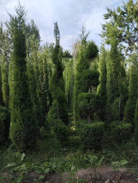 Арча кучатлари можжевельник