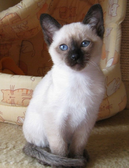Продается сиамский котёнок! Котенку два месяца Ест всё натуральное,