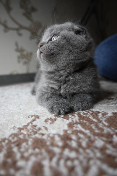 Чистокровные Шотландские котята