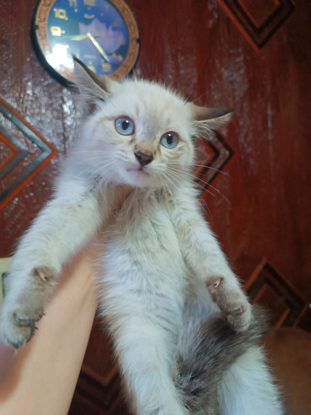 Породистый котеночек