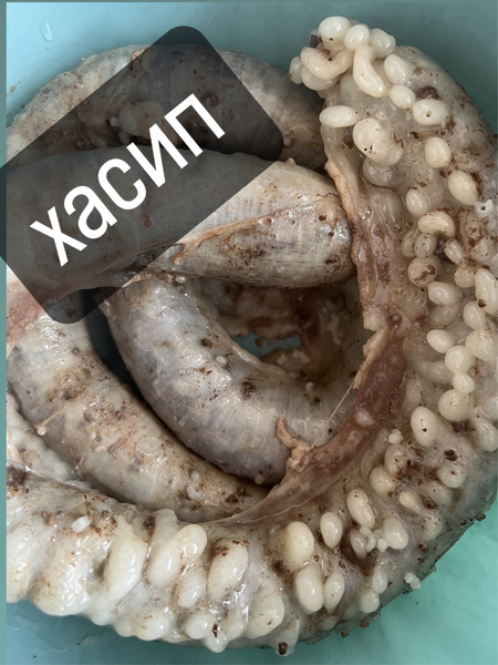 Хасип, hasip, xasip, kalla pocha, калла поча