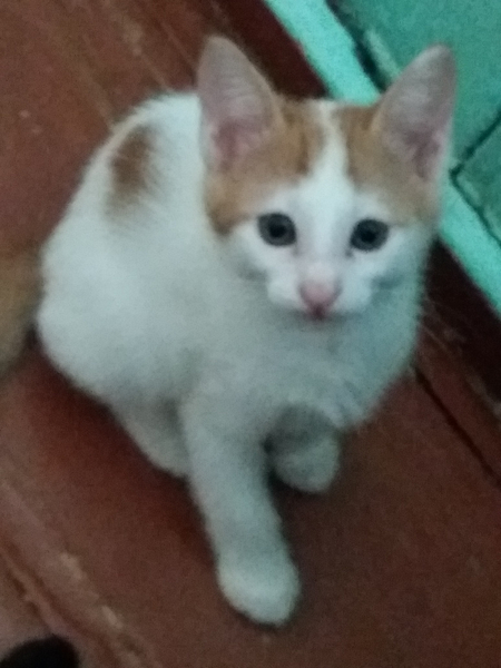 Котята в хорошие руки