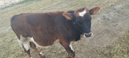 Onabola sigir sotiladi