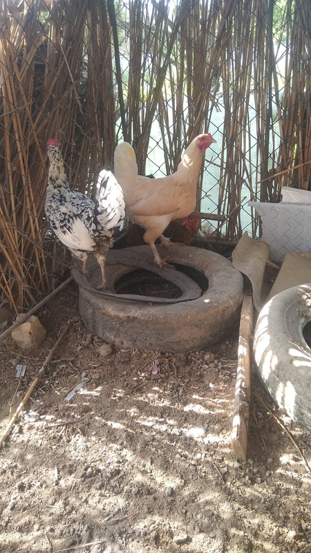 Tovuqlar zõr har kun tuğadi