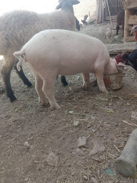 Chòchqa sotiladi soğlom