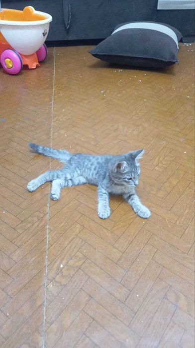 Домашние Кошка 2 месяца