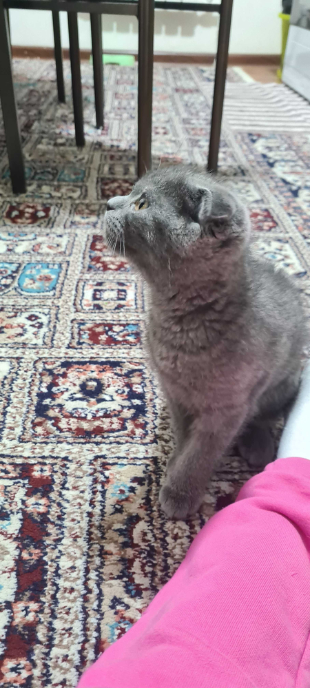 Вислоухий котёнок, 3 месяца