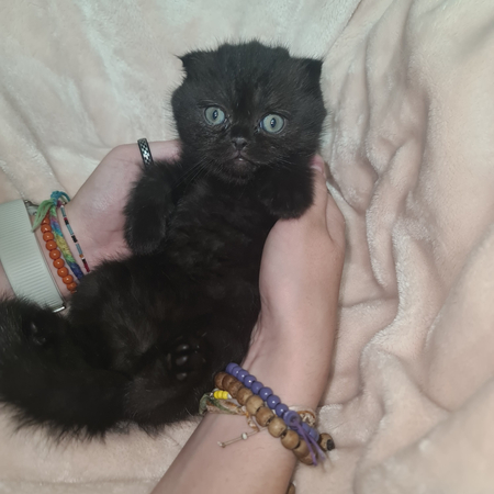 Премиальные котята скотиш фолд