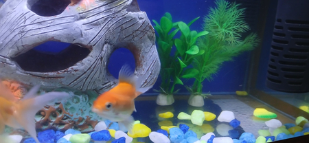 Akvarium balig'i aranda