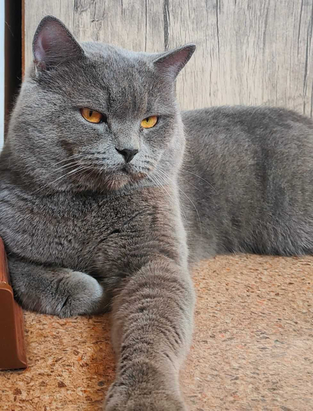 Котик Скоттиш Страйт на вязку