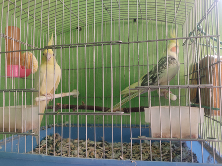 Кореллы, продается.