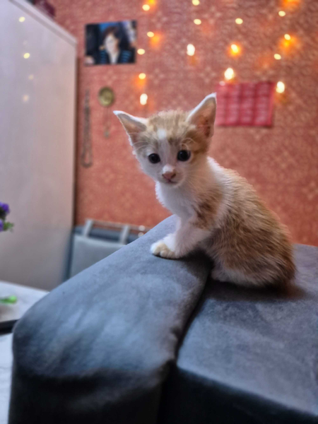 СРОЧНО!!! Отдам котенка даром