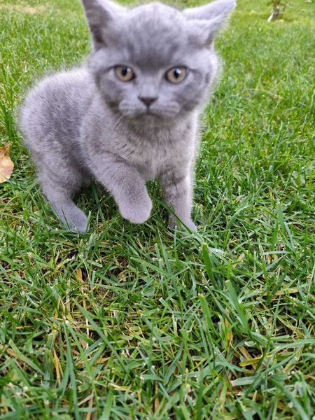 Котёнок. Скоттиш страйт. Котёнок.