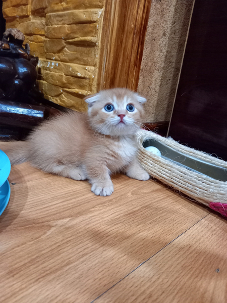 Продается Манкчин Скоттиш фолд