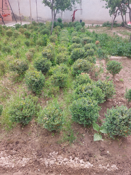 Shamshod kuchatlari