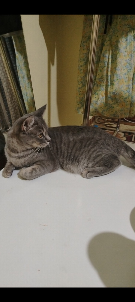 Кошка пропала серая