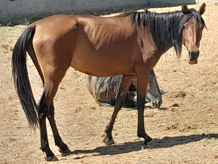 Qisir baytallar sotiladi.soni 10.