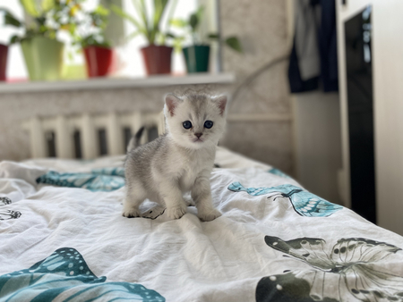 Продам британских котят!!!