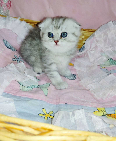 Готовится к продаже и бронируется котена серебристая шиншилла,девочка.